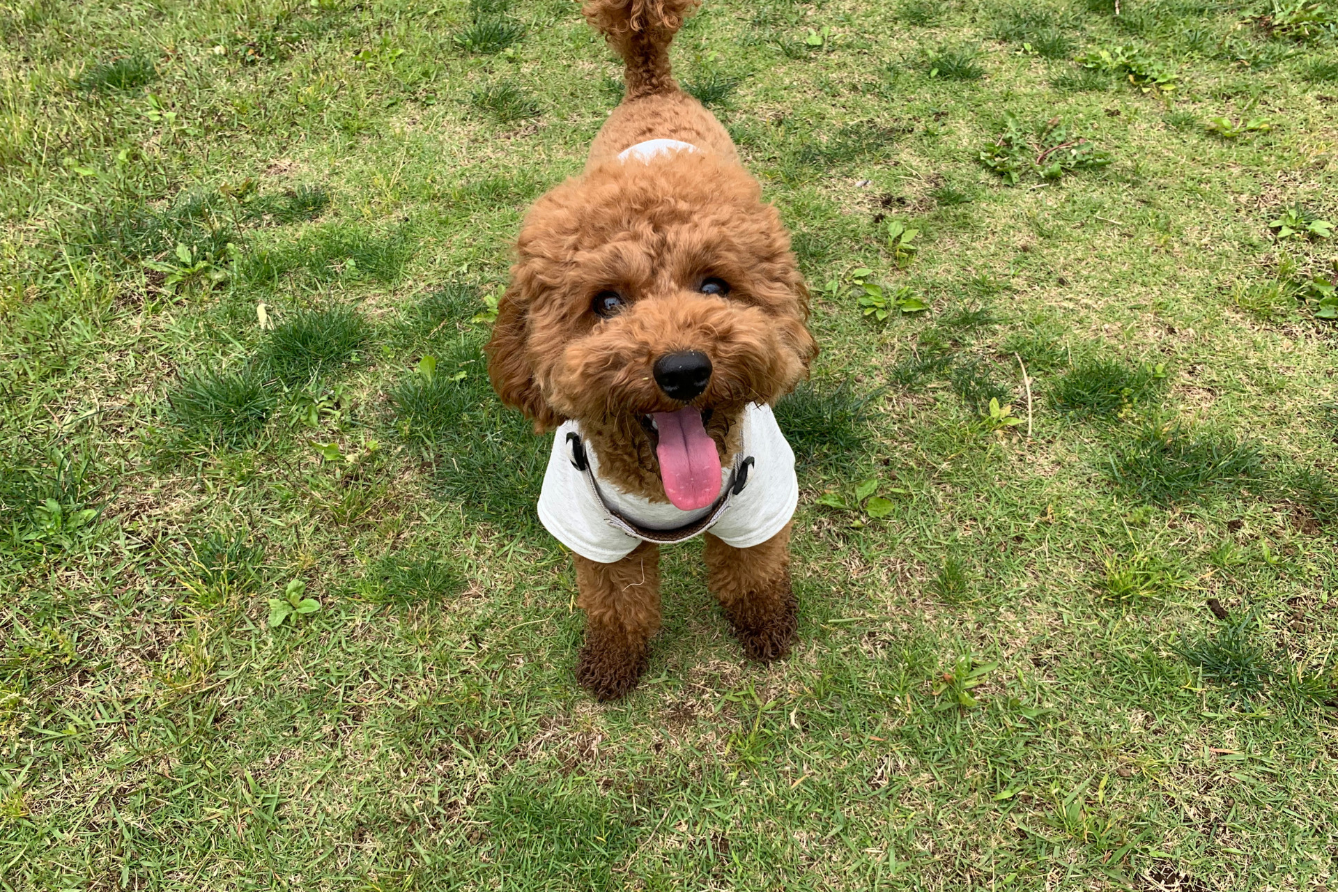 ドッグカフェ「BUBU’S PAW（ブブズポー）」についてご紹介！【千葉県松戸市】 | ハルから目が離せない