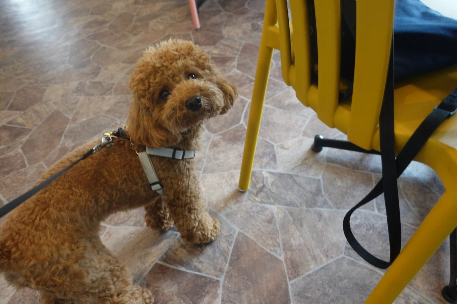 ドッグカフェ「BUBU’S PAW（ブブズポー）」についてご紹介！【千葉県松戸市】 | ハルから目が離せない