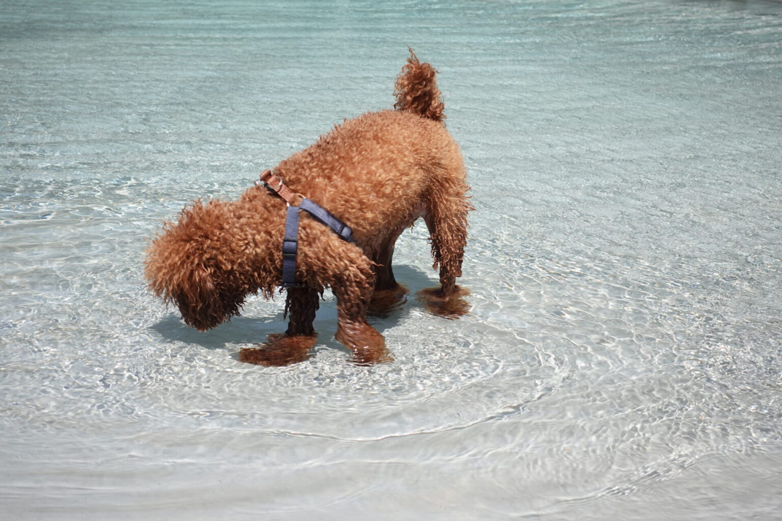 ドッグラン「DOG ONE松戸秋山」についてご紹介！｜レストランとプールがあるので1日中楽しめます | ハルから目が離せない