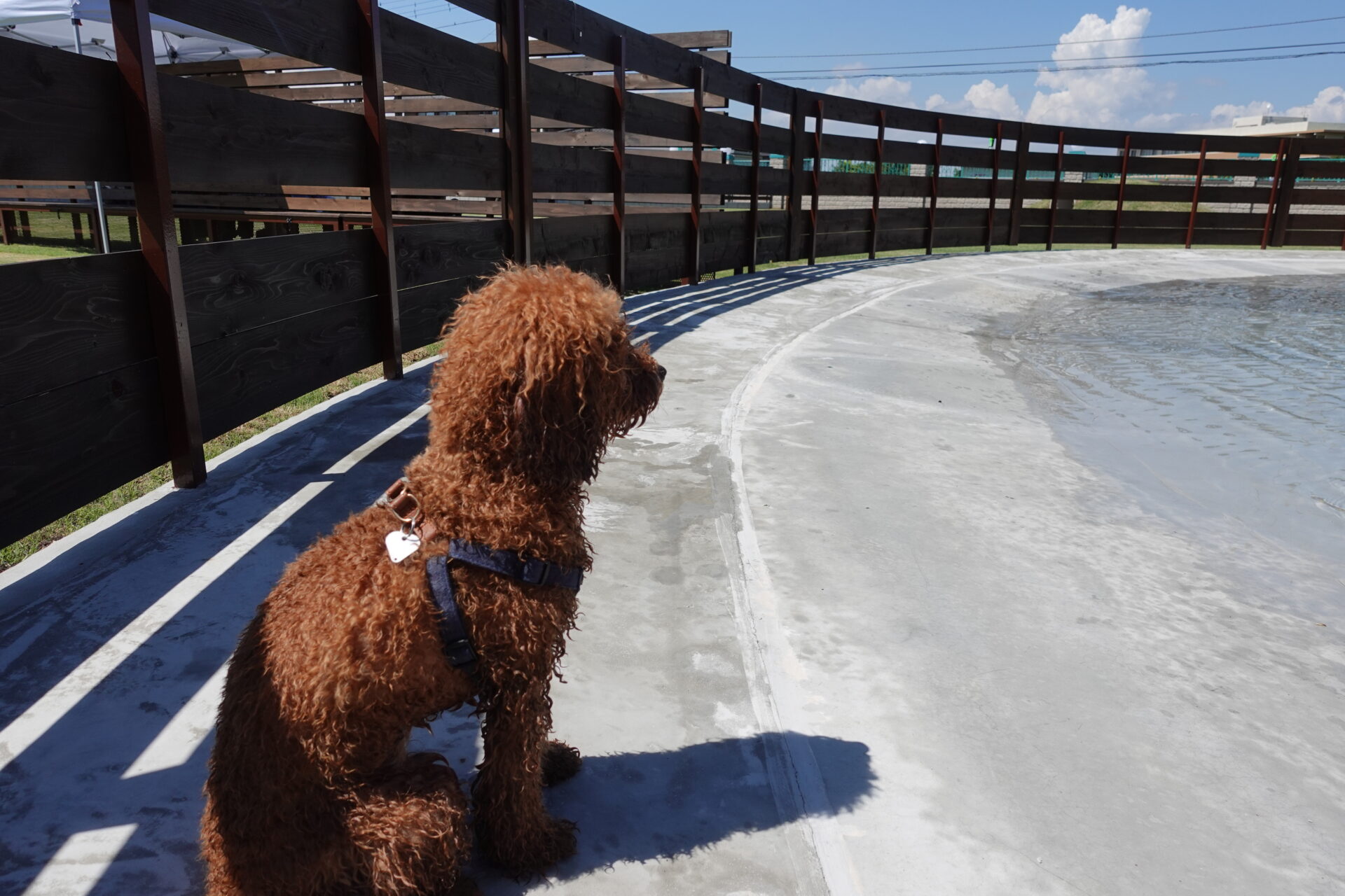 ドッグラン「DOG ONE松戸秋山」についてご紹介！｜レストランとプールがあるので1日中楽しめます | ハルから目が離せない